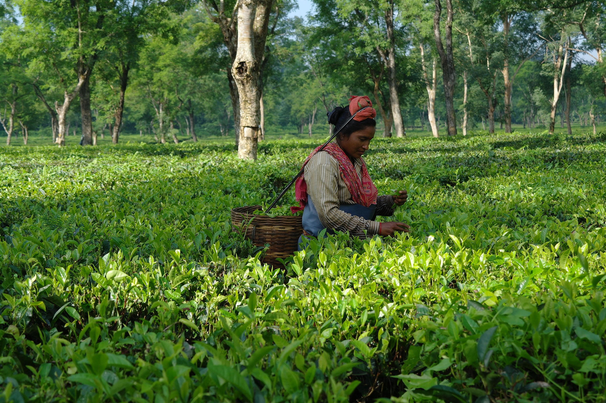 Bio Assam Tee kaufen